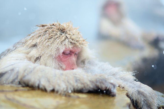 Private Nagano 1-Day Tour:Snow Monkeys,Zenko-ji,Obuse,Sake,Onsen - Final Thoughts