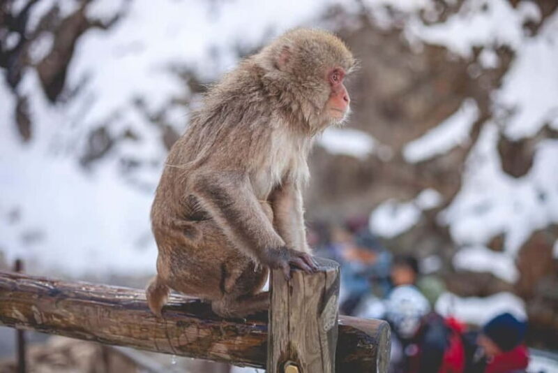 Private Nagano Day Trip: Snow Monkeys & Historic Temples - The Practicalities and Value