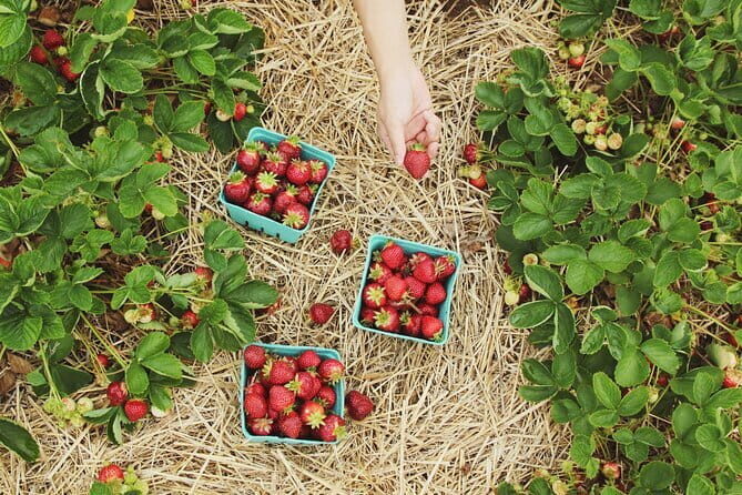 Private Nami Island and Organic Strawberry Farm Tour - Key Points