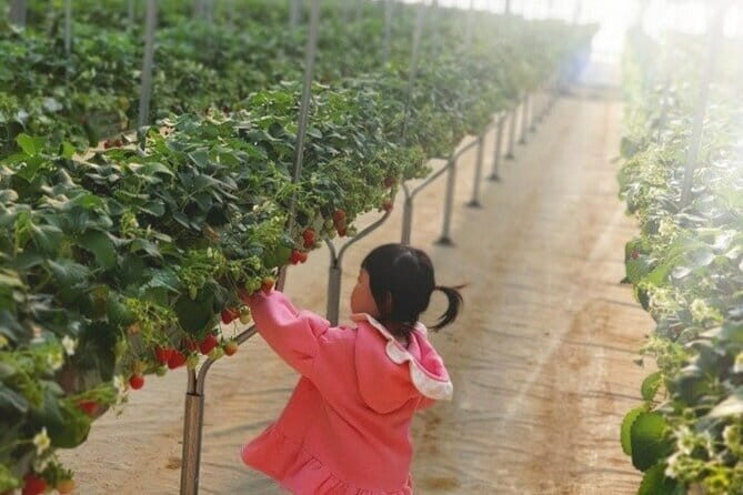 Private Nami Island and Organic Strawberry Farm Tour - Detailed Review of the Private Nami Island and Organic Strawberry Farm Tour