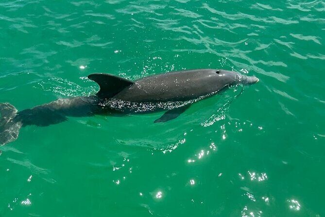 Private Naples Dolphin Watching with breakfast at Port Royal - Practical Tips for Your Dolphin Watching Experience