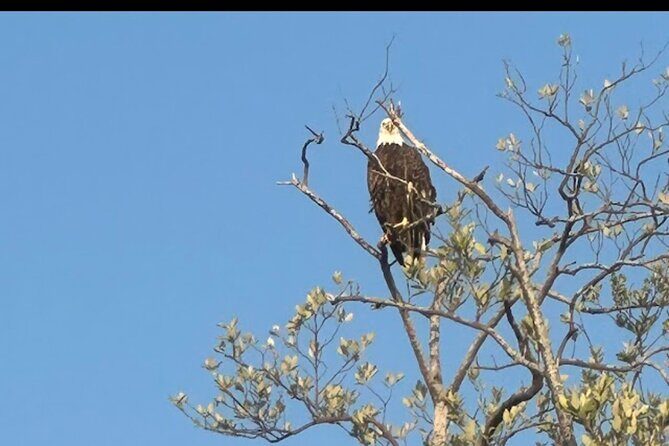 Private Naples Dolphin Watching with breakfast at Port Royal - Frequently Asked Questions