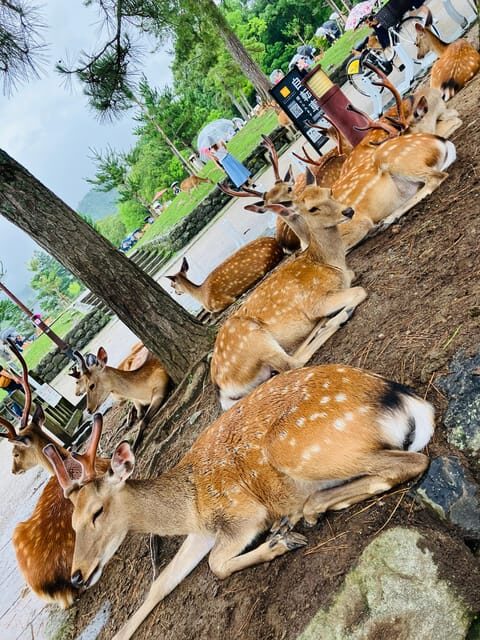 Private Nara Tour from Osaka  Meet at Your Hotel - Exploring the Charm of Nara: A Private Day Trip from Osaka