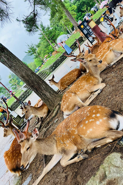 Private Nara Tour from Osaka  Meet at Your Hotel - The Itinerary: Why This Tour Works