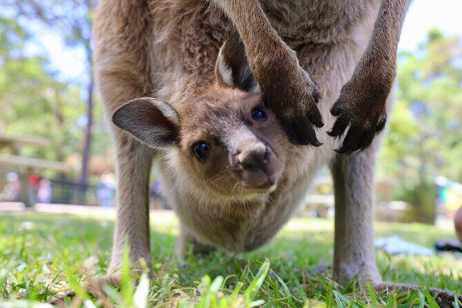 Private Nature Escape Tour 2 Days in Sydney - Final Thoughts