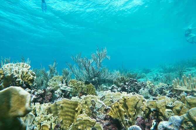 Private nature tour: Aruban mangrove forest & pristine coral reef - In Closing