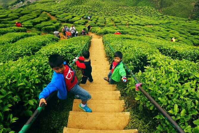 Private Nature Trip to Cameron Highlands from Kuala Lumpur - The Tour’s Value and Practicality