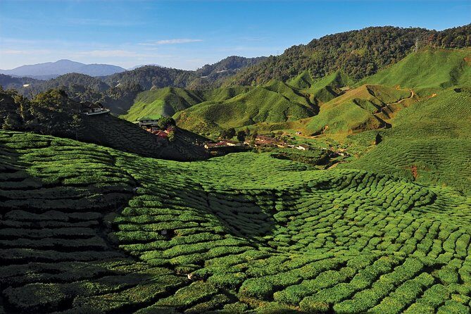 Private Nature Trip to Cameron Highlands from Kuala Lumpur - Discovering the Scenic Landscape of Cameron Highlands