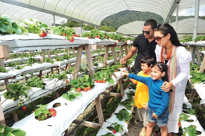 Private Nature Trip to Cameron Highlands from Kuala Lumpur - Touring the Tea Plantations and the Time Tunnel Museum
