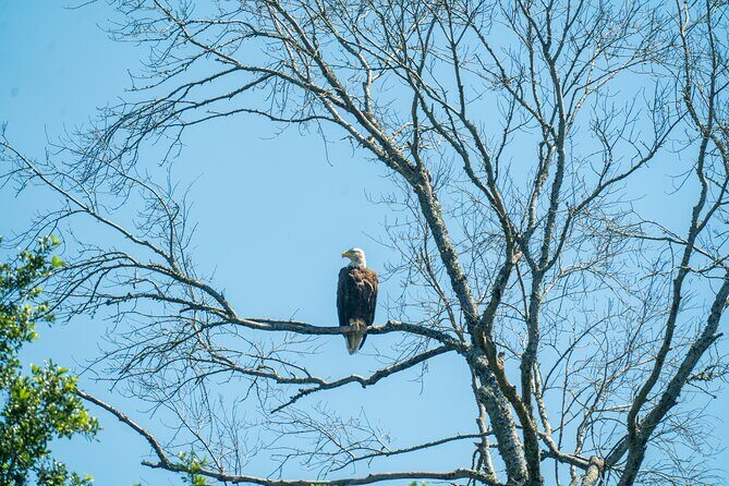 Private New Orleans Airboat Adventure - An In-Depth Look at the Private Airboat Adventure