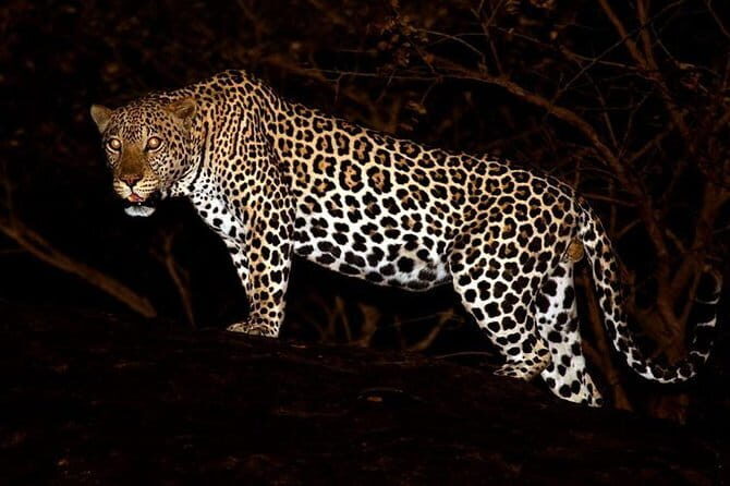 Private : Night Drive in Yala National Park Buffer Zone - An In-Depth Look at the Night Drive Experience