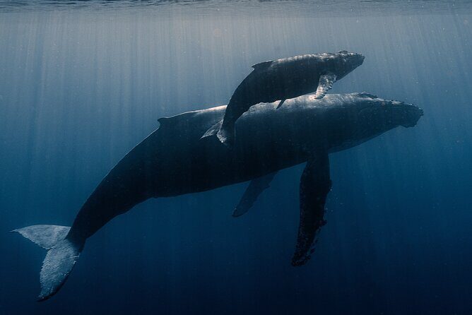 Private Niihau Scenic Snorkel - FAQ