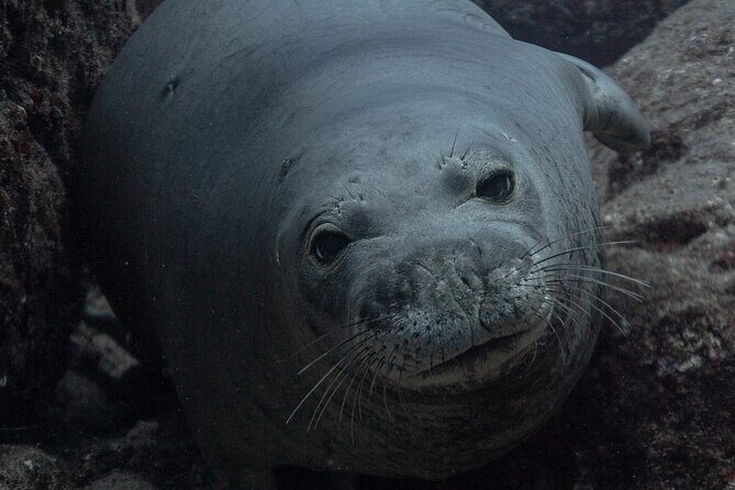 Private Niihau Scuba Charter with 2 or 3 Tank Dive Option - Introduction: An Adventure for Experienced Divers