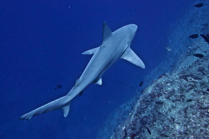 Private Niihau Scuba Charter with 2 or 3 Tank Dive Option - Pricing and Value