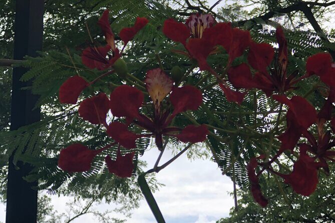 Private North Shore Tour From Waikiki - A Closer Look at the North Shore Adventure