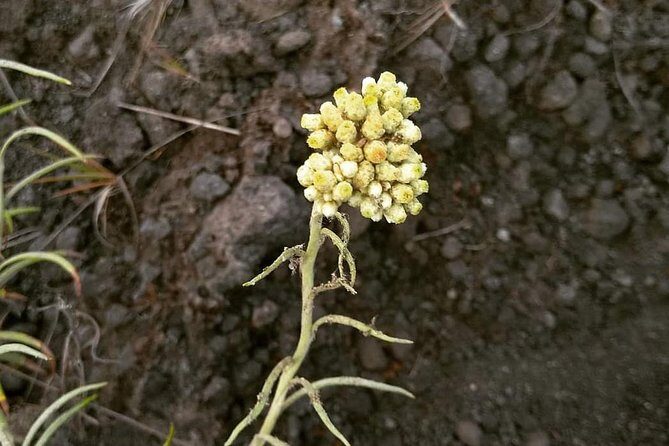 Private North Sulawesi Trekking at Soputan Volcano Mountain - The Sum Up