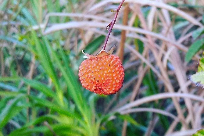 Private North Sulawesi Trekking at Soputan Volcano Mountain - FAQ