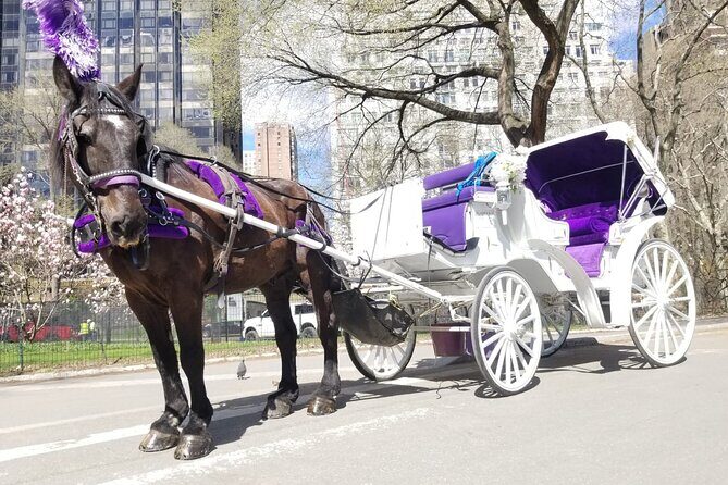Private NYC Central Park Horse Carriage Ride (Guided) Since 1965 - Setting the Scene: The Comfort and Convenience