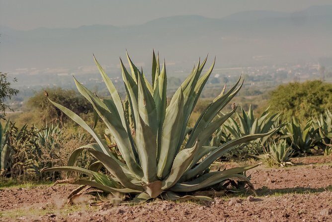 Private Oaxaca Walking Tour with Mezcal Tasting - Final Recommendation