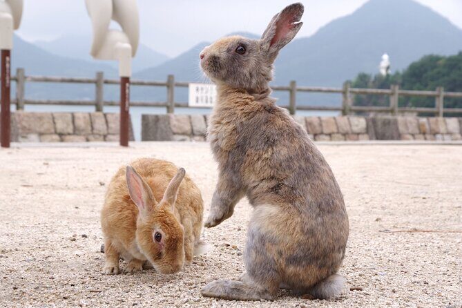 Private Okunoshima Rabbit Island Cycling Tour with Local Guide - Discovering Okunoshima: The Basics