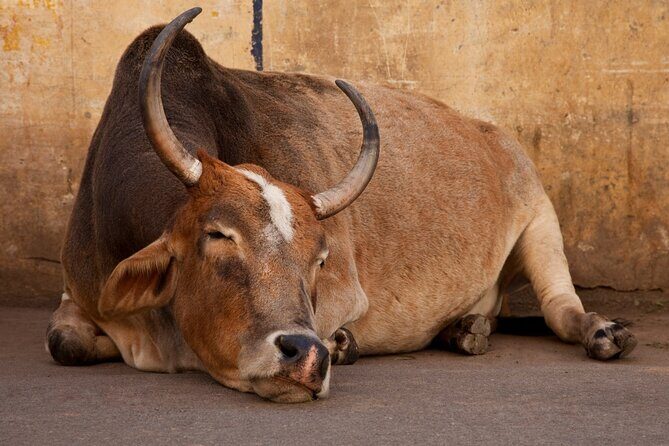 Private Old Delhi Markets and Temples Tour - Why This Tour Still Excels