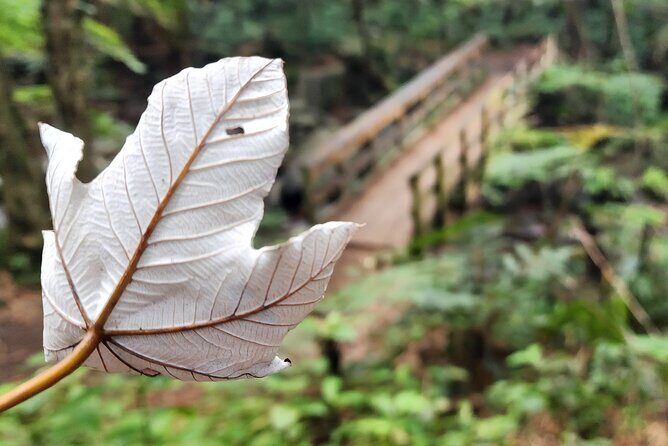 Private Old San Juan & El Yunques's Angelito Trail Tour 5HR - Key Points