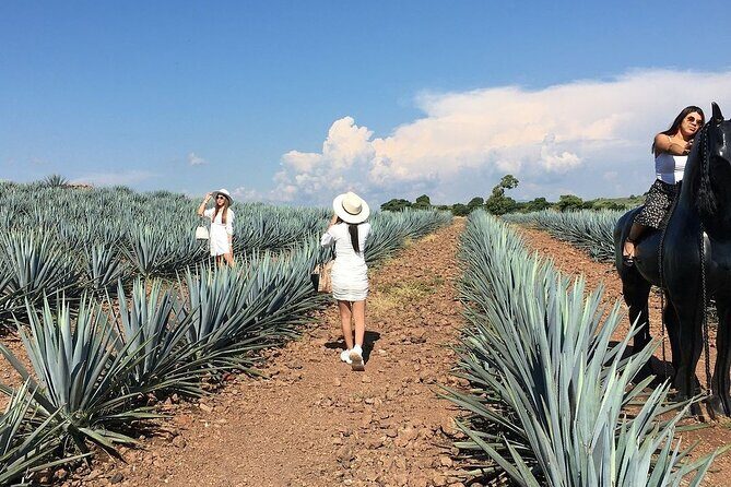 Private One Day Adventure Tour in Tequila and José Cuervo Tequila - An Introduction to the Experience