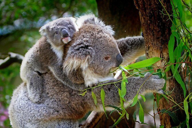 Private One Day Great Ocean Road Tour (12 Hour) - The Full-Day Journey Through Australias Coastal Marvels