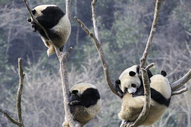 Private One-Day Tour: Chengdu Panda Base and Leshan Giant Buddha - Authentic Experiences & Practical Tips