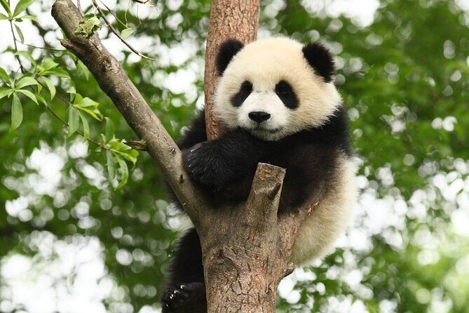 Private One-Day Tour: Chengdu Panda Base and Leshan Giant Buddha - The Sum Up: Who Will Love This Tour?