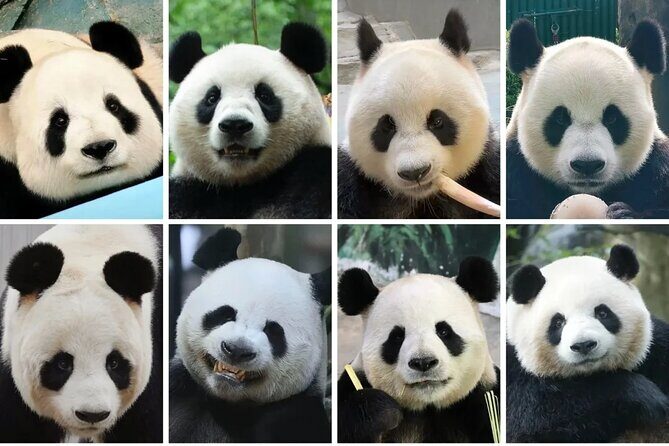 Private One Day Trip to Experience Chengdu Local Life - The Sum Up