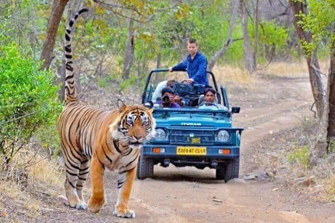 Private One Way Transfer From Udaipur To Ranthmbore - The Experience Through the Lens of Reviews