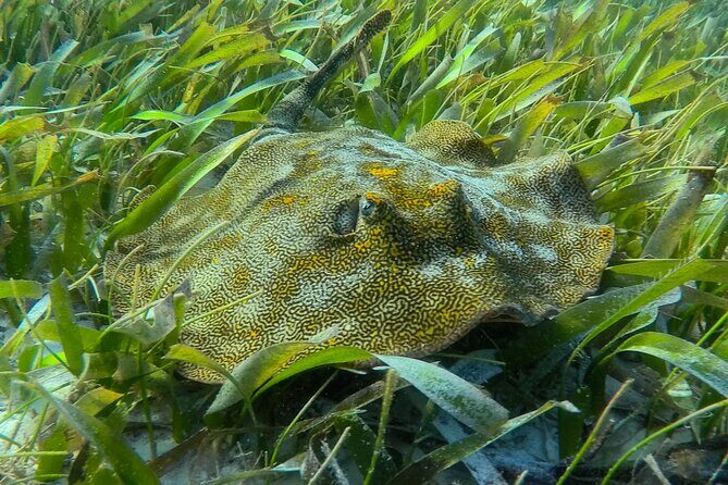 Private (only you) Reef Snorkeling in Puerto Morelos 2x40 minutes - A Full Breakdown of the Snorkeling Tour