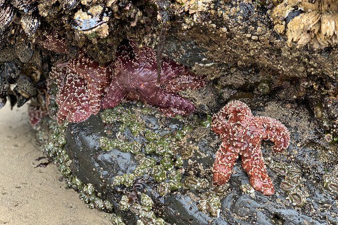 Private Oregon Coastal Tour to Cannon Beach and Haystack Rock - In-Depth Look at the Itinerary