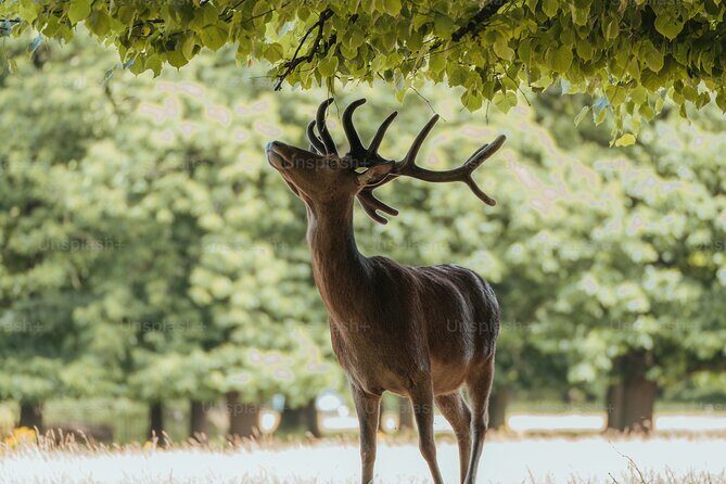 Private Osaka and Nara tour with English speaking guide - Why Choose a Private Osaka and Nara Tour?