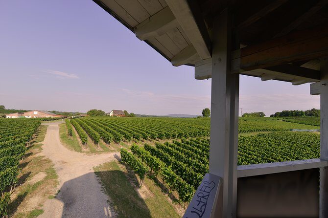 Private: Outdoor Escape Game Tuniberg: Eduardo & the Wine Secret - The Setting: Scenic Vinyards & Hidden Stories