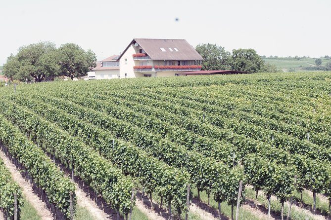 Private: Outdoor Escape Game Tuniberg: Eduardo & the Wine Secret - The Sum Up