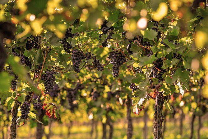 Private: Outdoor Escape Game Tuniberg: Eduardo & the Wine Secret - FAQ