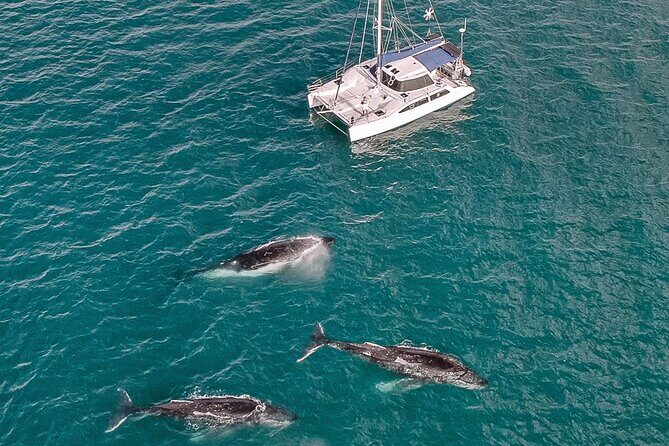 Private Overnight Skippered Humpback Whale Watch Experience - Key Points
