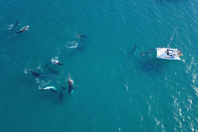 Private Overnight Skippered Humpback Whale Watch Experience - What Makes This Tour Stand Out?