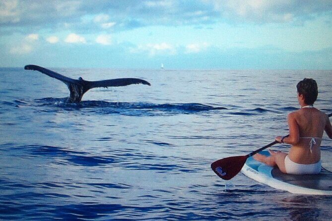 Private Paddleboard (SUP) Whale Watch: All Skill Levels Welcome - Why Paddleboarding Is an Exceptional Way to Watch Whales
