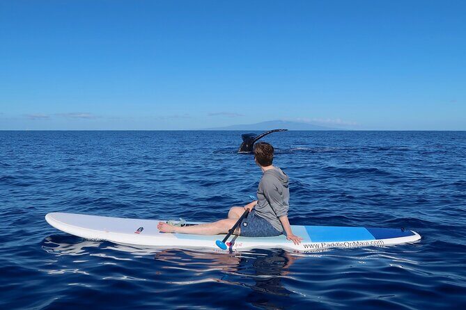 Private Paddleboard (SUP) Whale Watch: All Skill Levels Welcome - The Value of a Private Tour