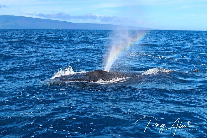 Private Paddleboard (SUP) Whale Watch: All Skill Levels Welcome - The Sum Up