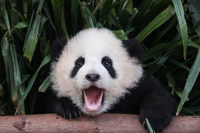 Private Panda Tour with Cooking Class One-day Trip - A Practical Look at the Private Panda and Cooking Tour in Chengdu