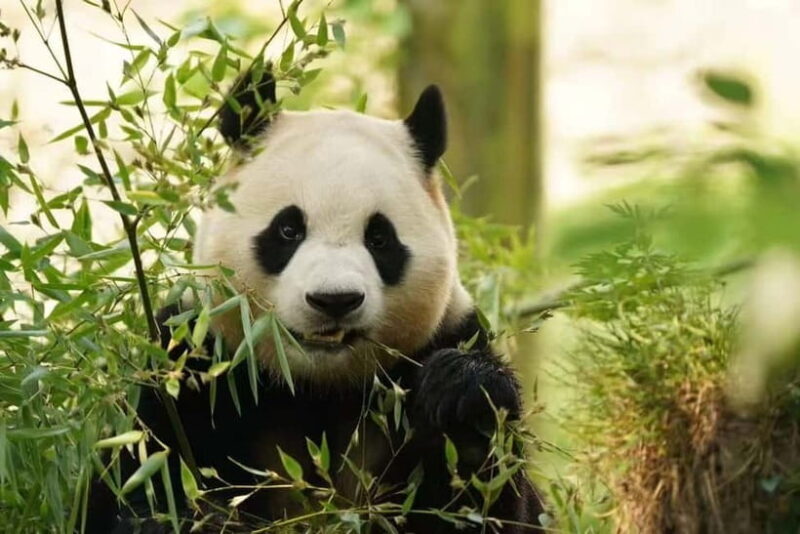 Private Panda Volunteering & Learning Tour | Wolong Base - Logistics and What You Need to Know