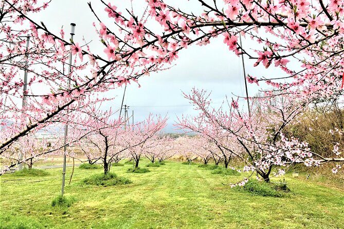 Private Peach Orchard Visit and Cooking with farmer and guide - Who Will Love This Tour?