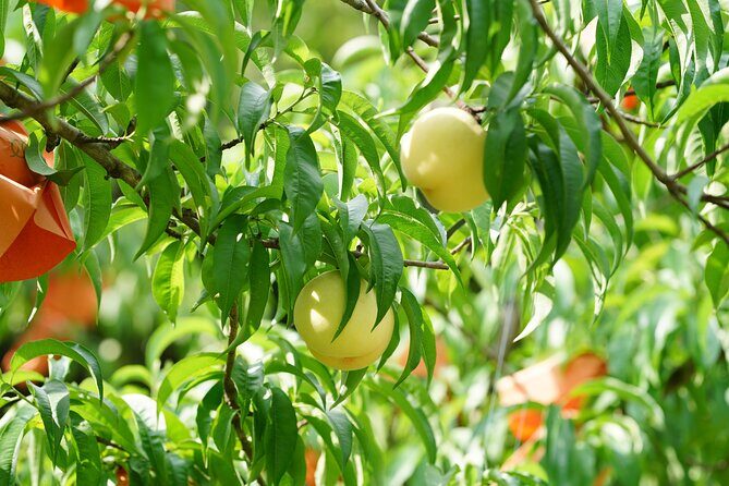 Private Peach Orchard Visit and Cooking with farmer and guide - FAQ