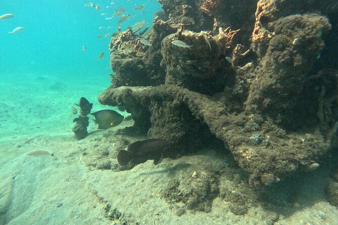 Private Peanut Island Boat & Snorkel Tour - Snorkeling at Peanut Island