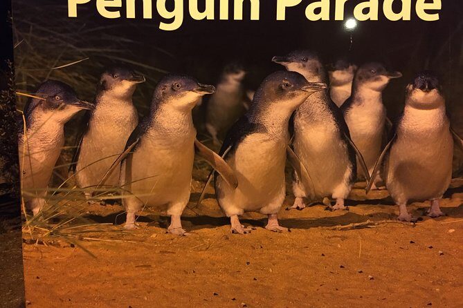 Private Penguin Tour includes Tour Guide & Penguin Plus Tickets - Key Points
