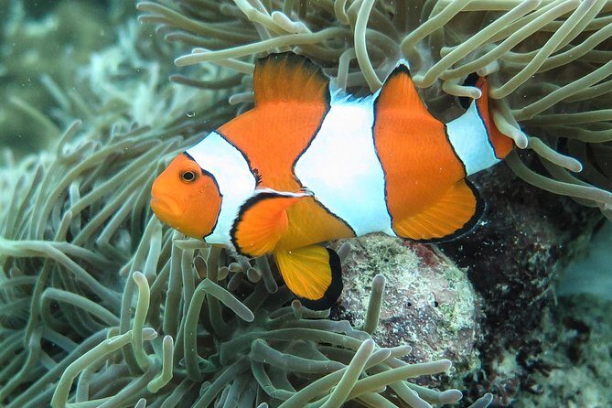 Private Phi Phi & 4 Islands Sunset Cruise by Speedboat - from Krabi - An In-Depth Look at This Krabi Adventure